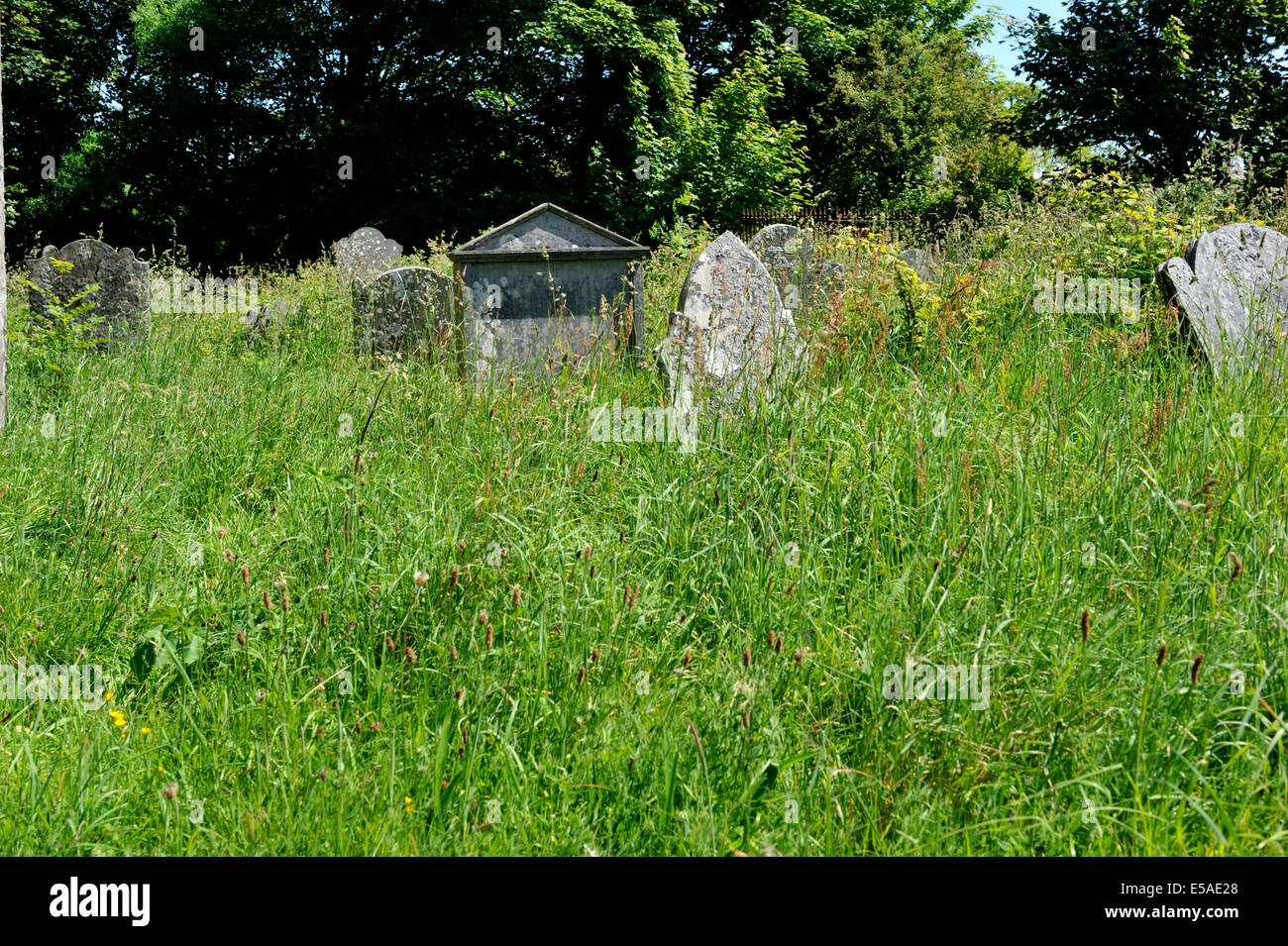 Overgrown and abandoned graveyard, Wales Stock Photo - Alamy