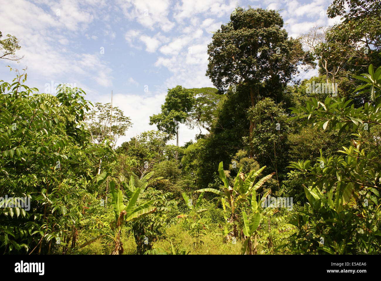 Amazon jungle tree Stock Photo - Alamy