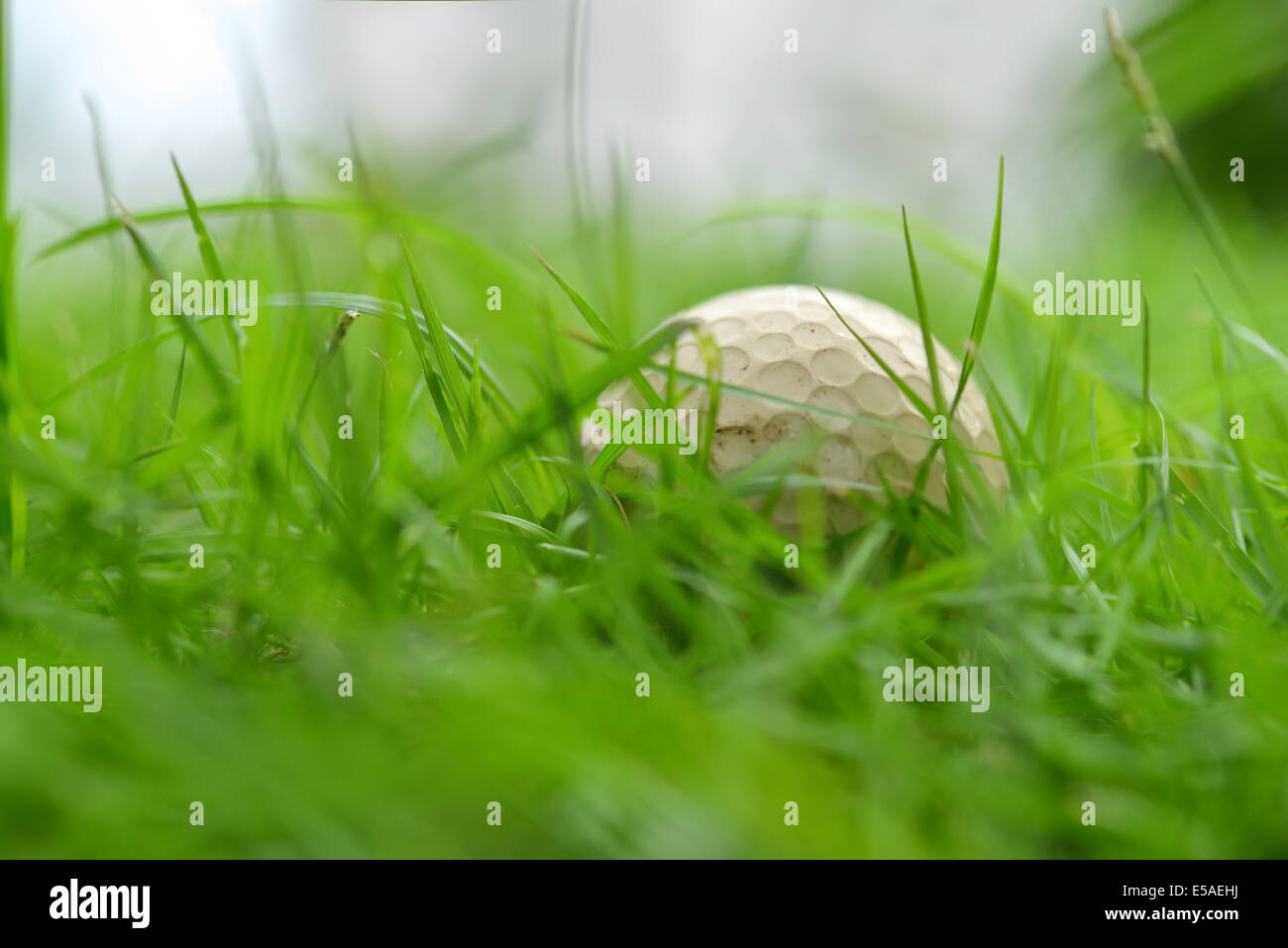 Golf ball in the rough Stock Photo - Alamy