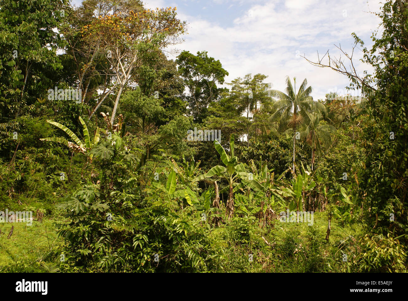 Amazon jungle tree Stock Photo - Alamy