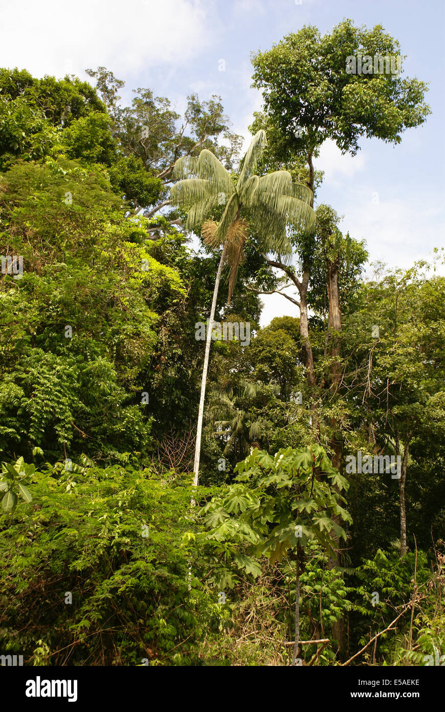 Amazon jungle tree Stock Photo - Alamy