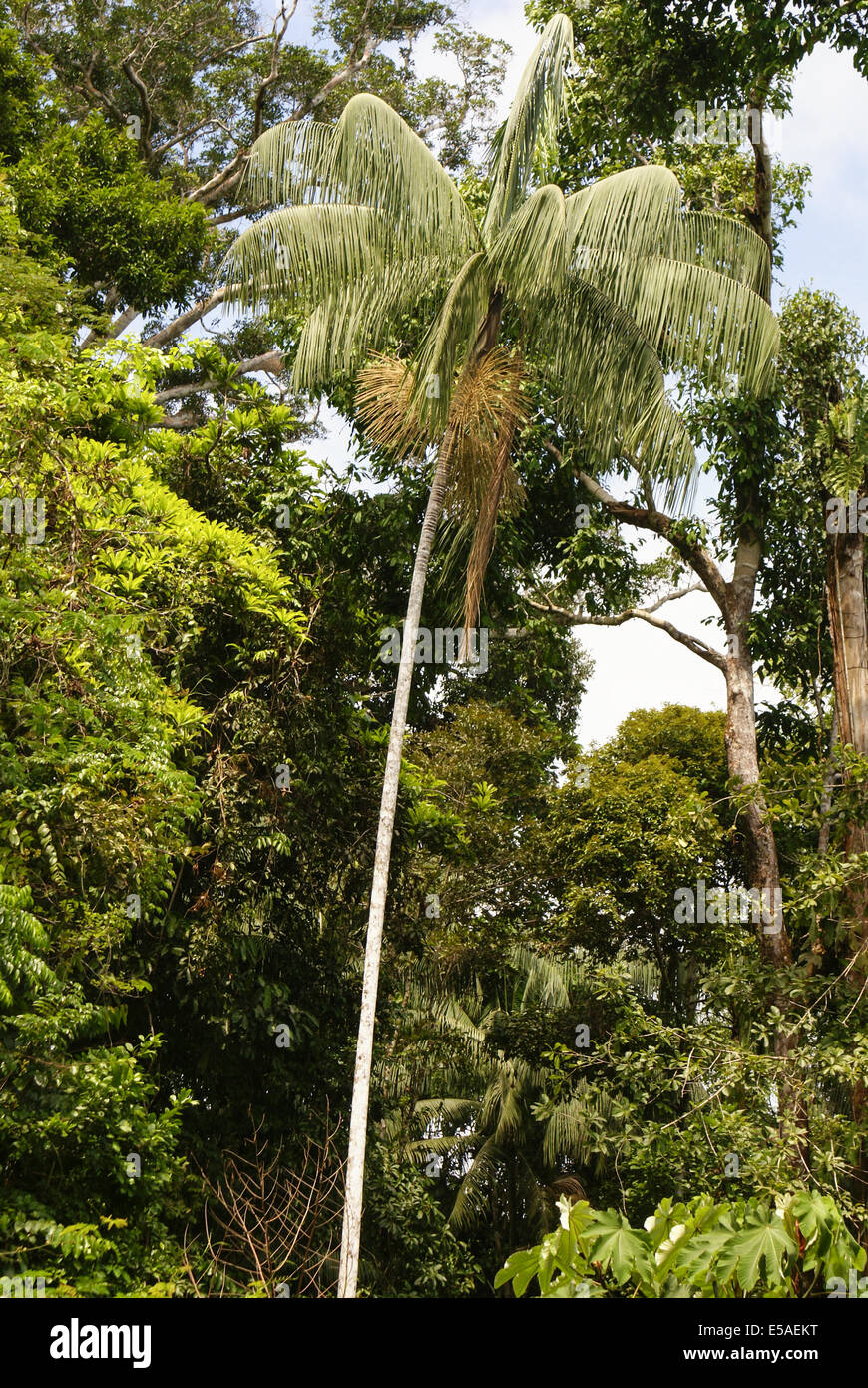 Amazon jungle tree Stock Photo - Alamy