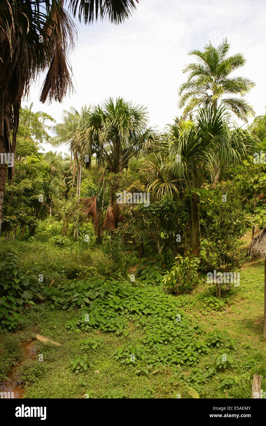 Amazon jungle tree Stock Photo - Alamy