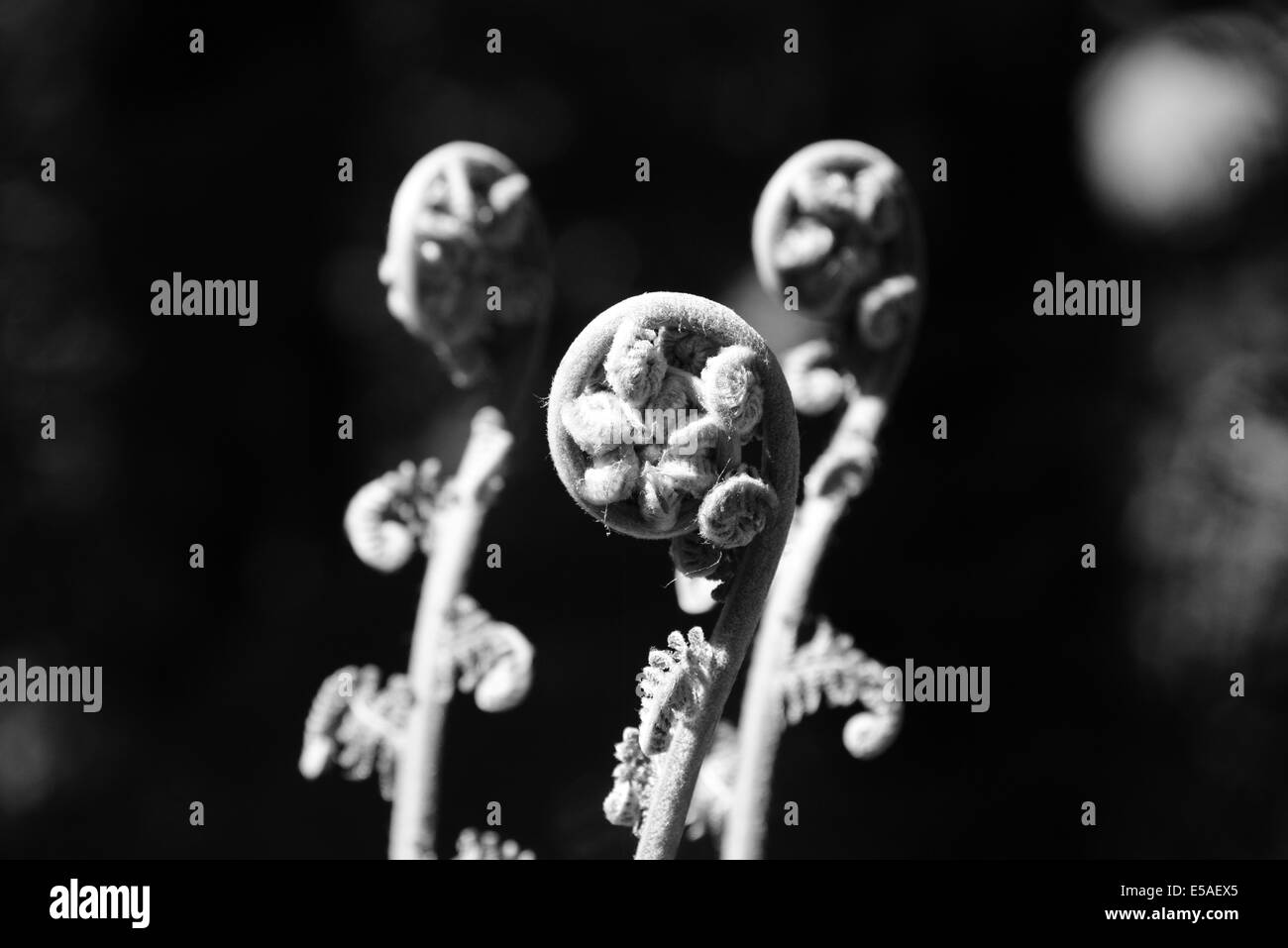 Yarra ranges hi-res stock photography and images - Alamy