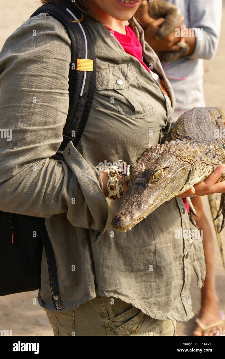 Dwarf Caiman (Palaeosuchus trigonatus) In rainforest, eastern Ecuador ...