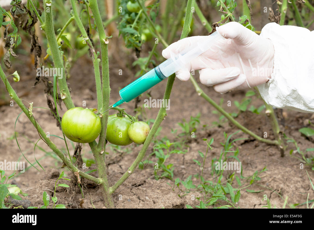 Genetically modified food. Genetic engineering Stock Photo - Alamy