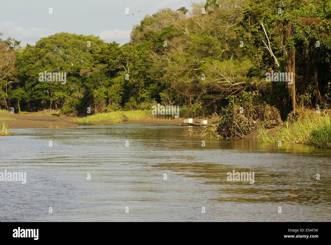 A river and beautiful trees in a rainforest Peru Stock Photo - Alamy