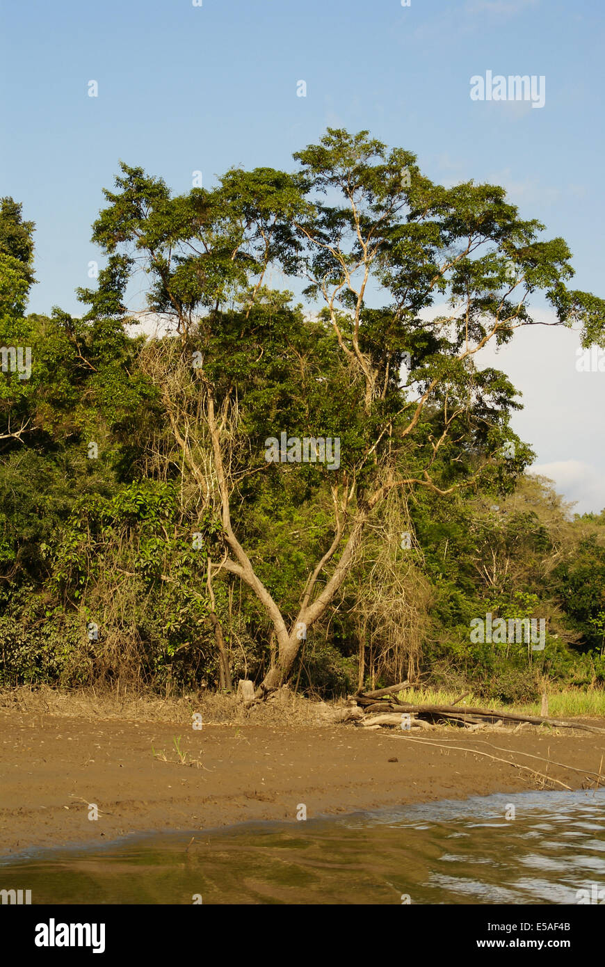 A river and beautiful trees in a rainforest Peru Stock Photo - Alamy