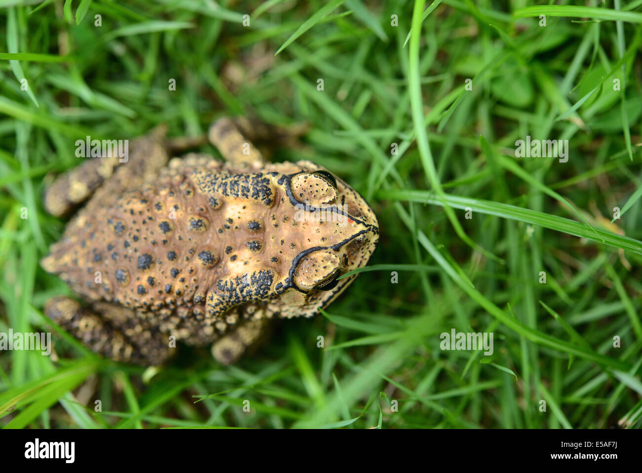 Toad in grass hi-res stock photography and images - Alamy