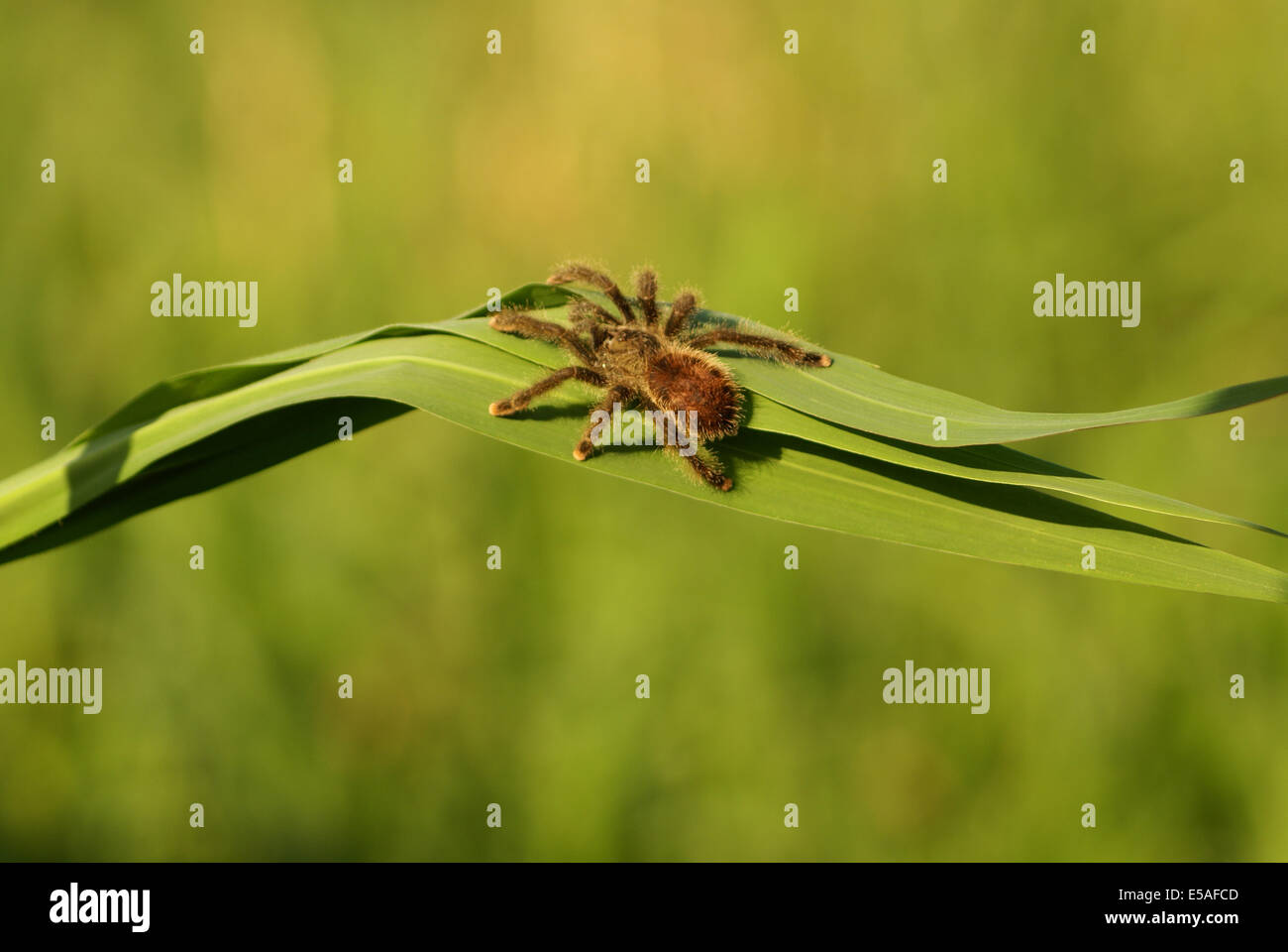 Juvenile Burgundy skeleton tarantula (Ephebopus rufescens) on green ...