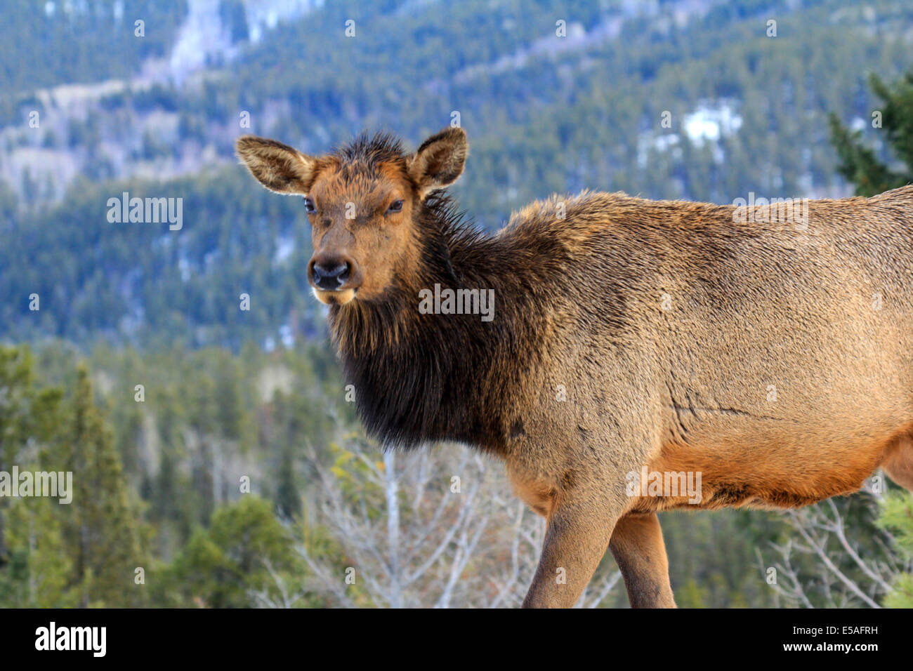 40,913.04337 Cow elk close-up walking left broadside and looking toward ...