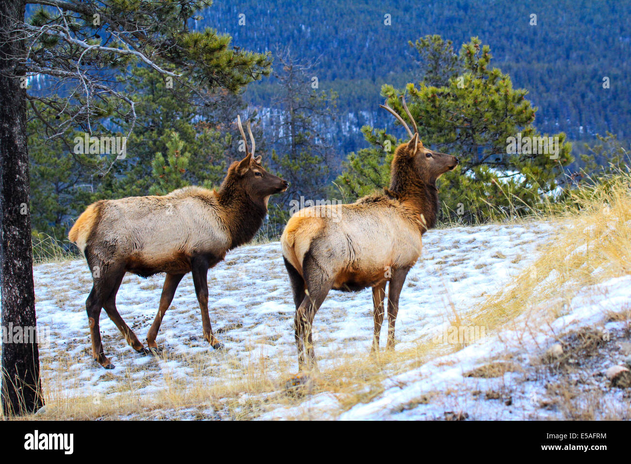 2 alert young bull elk standing looking forward hi-res stock ...