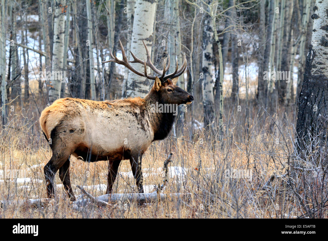 Bull elk in aspen forest hi-res stock photography and images - Alamy