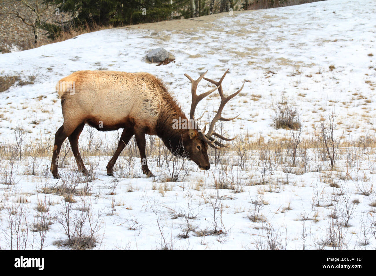 Large antlers elk hi-res stock photography and images - Alamy