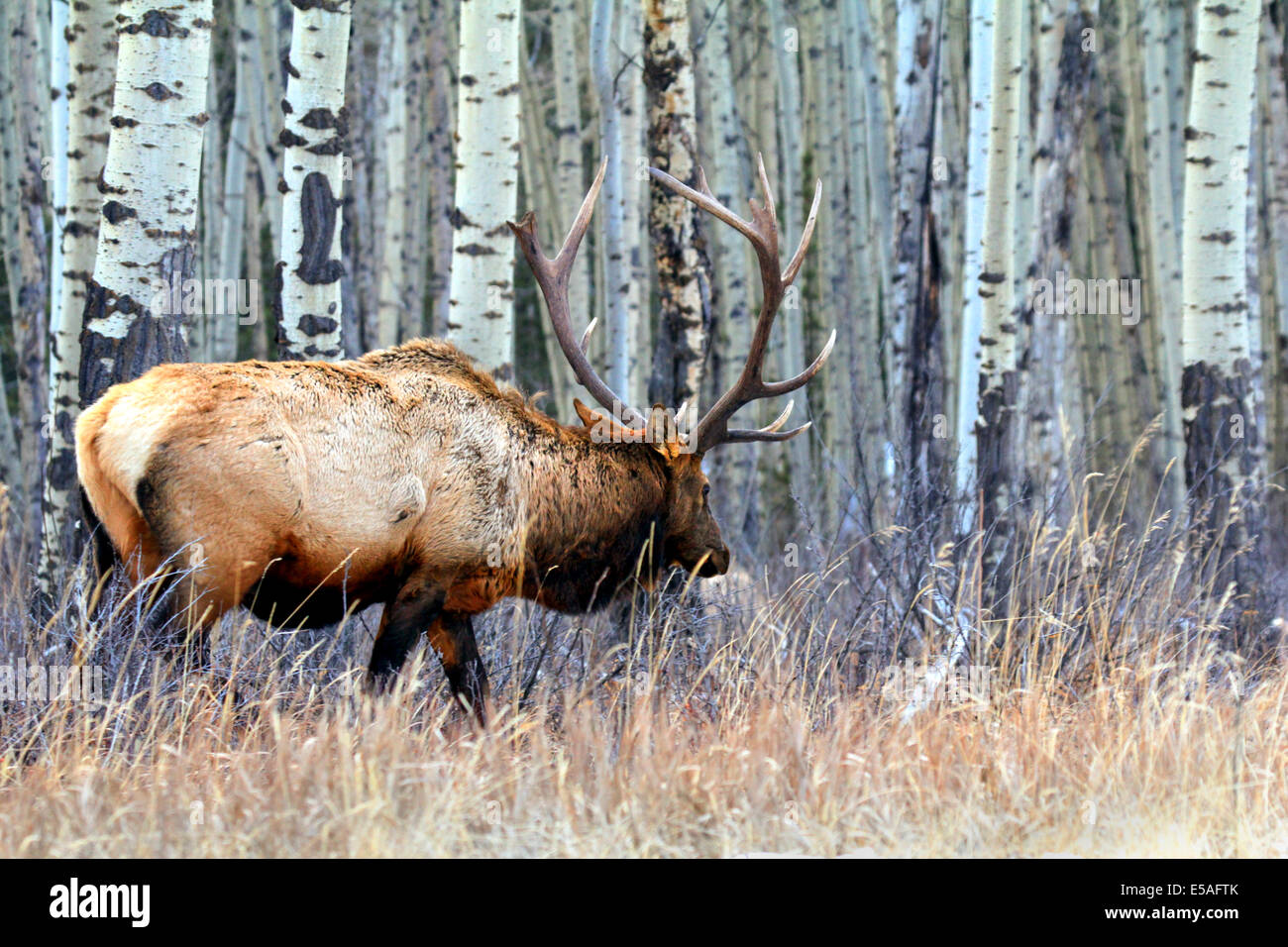 Elk Aspen Tree High Resolution Stock Photography and Images - Alamy