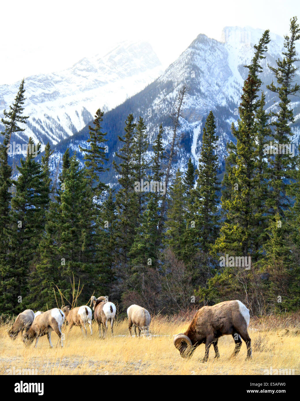 Sheep eating tree hi-res stock photography and images - Alamy