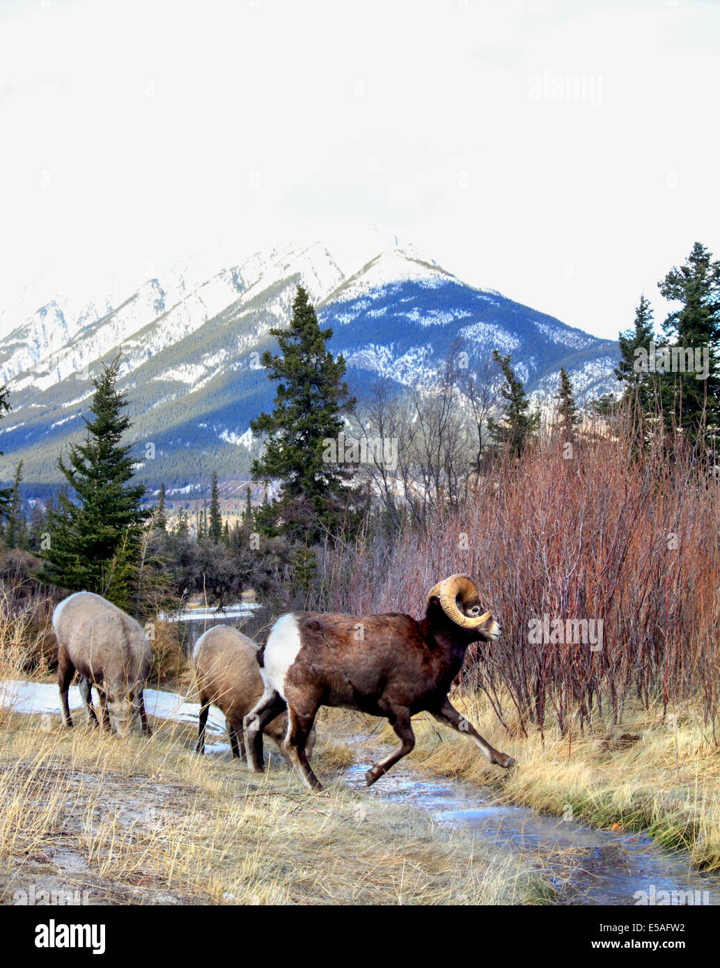 Sheep jumping hi-res stock photography and images - Alamy