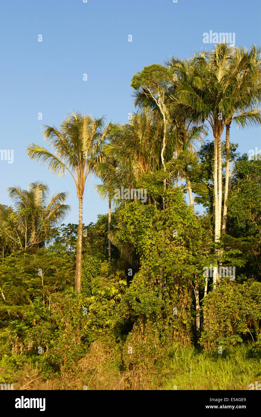 Interior of primary tropical rainforest in Peru Stock Photo - Alamy