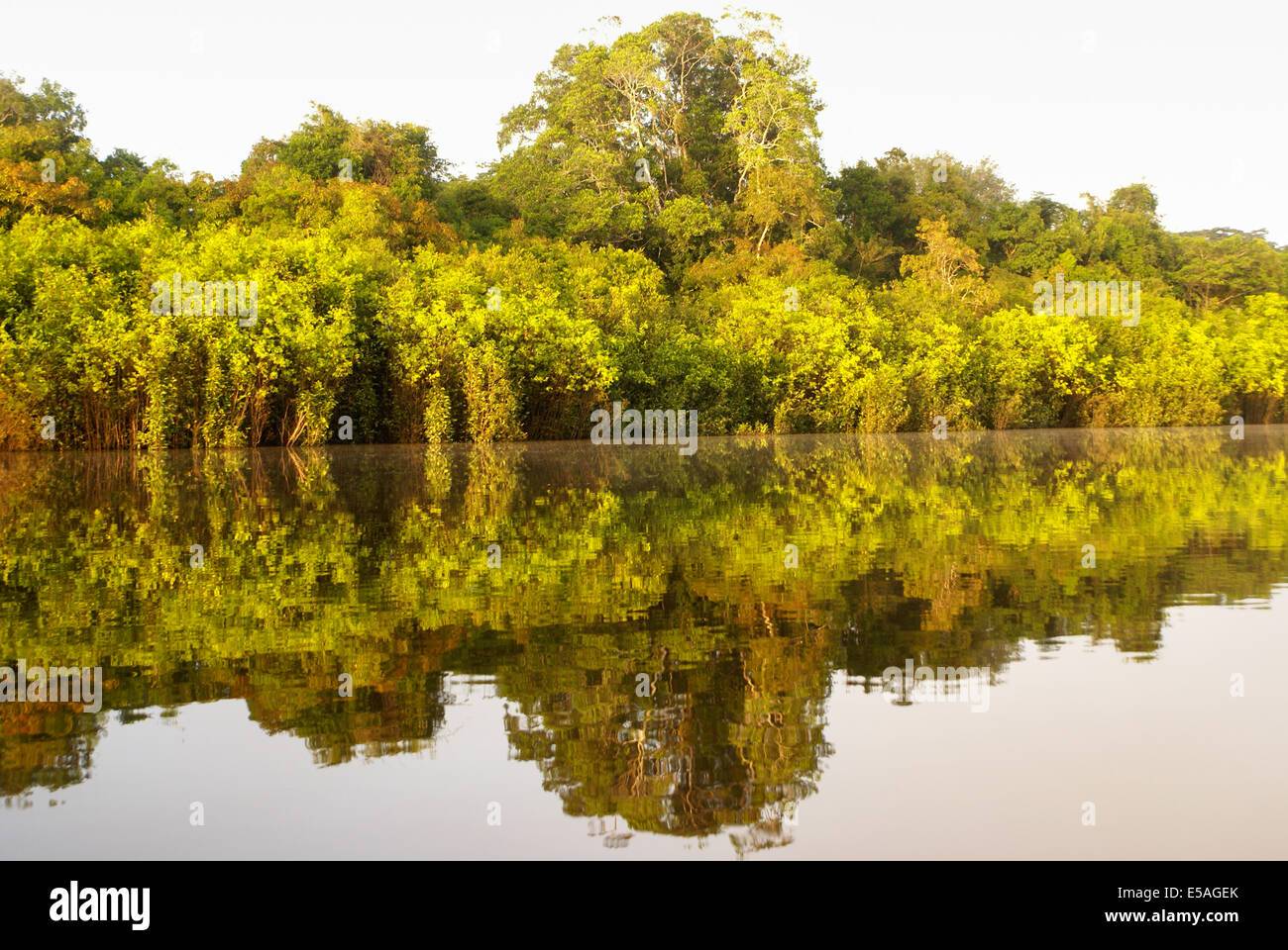 A river and beautiful trees in a rainforest Peru Stock Photo - Alamy