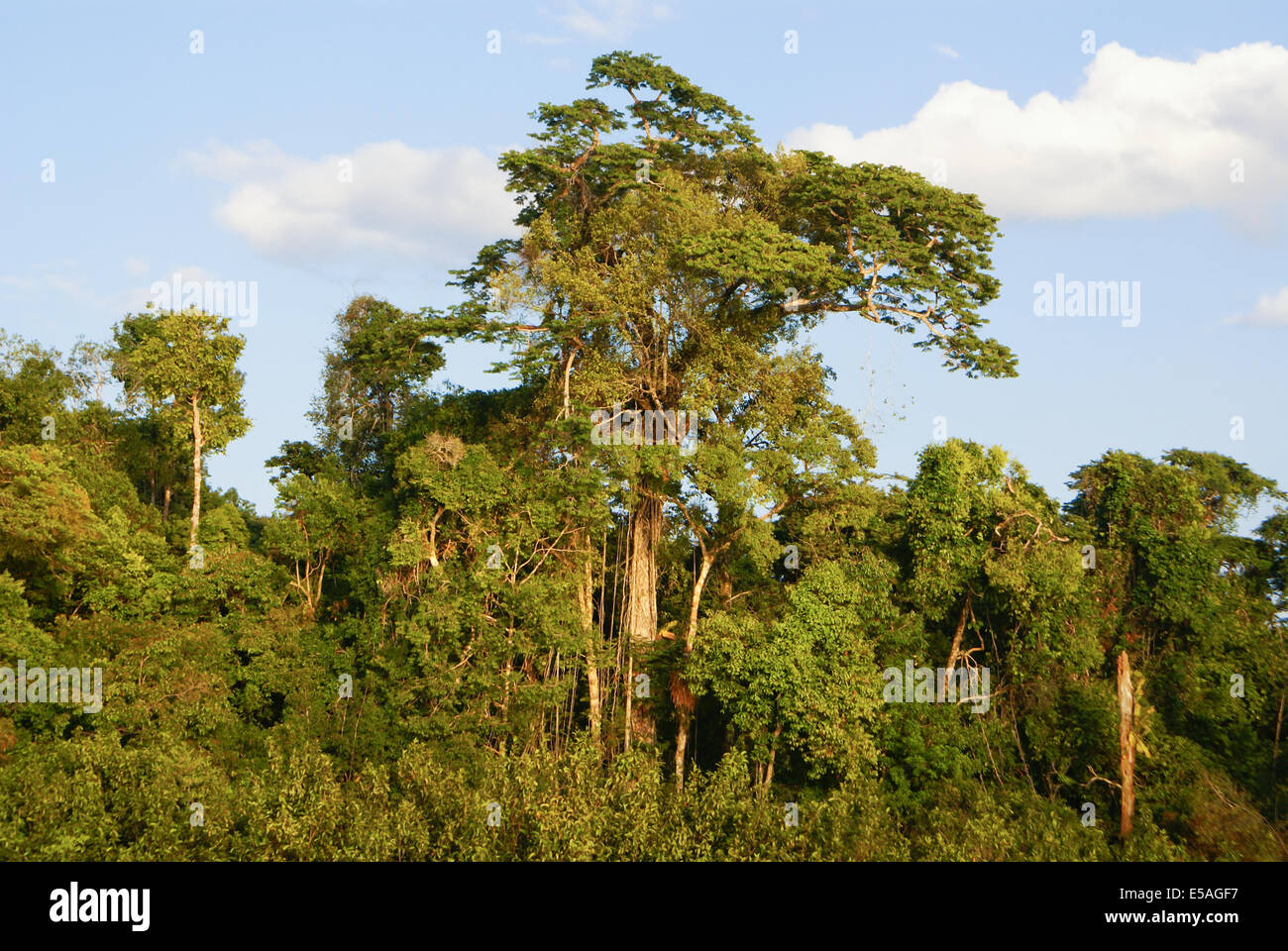 Interior of primary tropical rainforest in Peru Stock Photo - Alamy