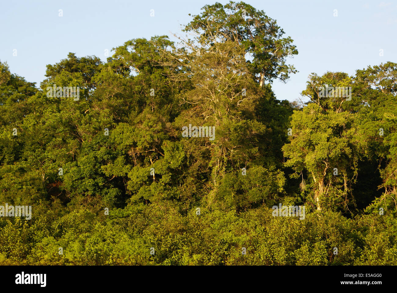 Interior of primary tropical rainforest in Peru Stock Photo - Alamy