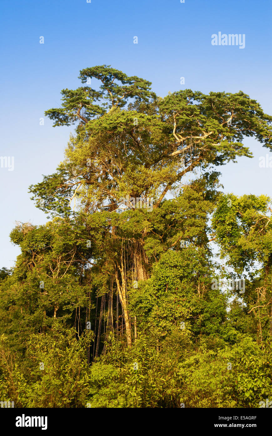 Interior of primary tropical rainforest in Peru Stock Photo - Alamy