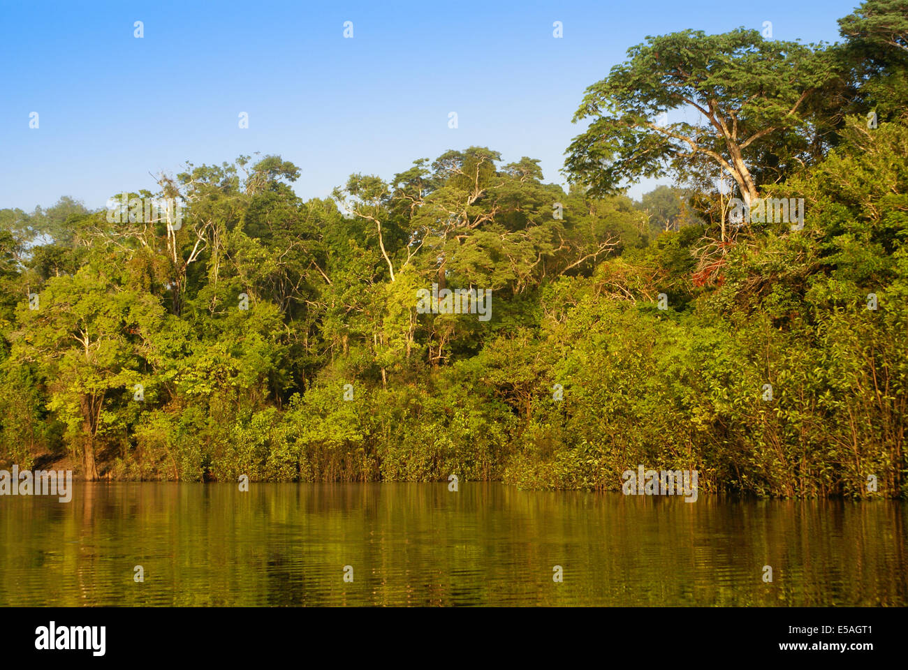 A river and beautiful trees in a rainforest Peru Stock Photo - Alamy