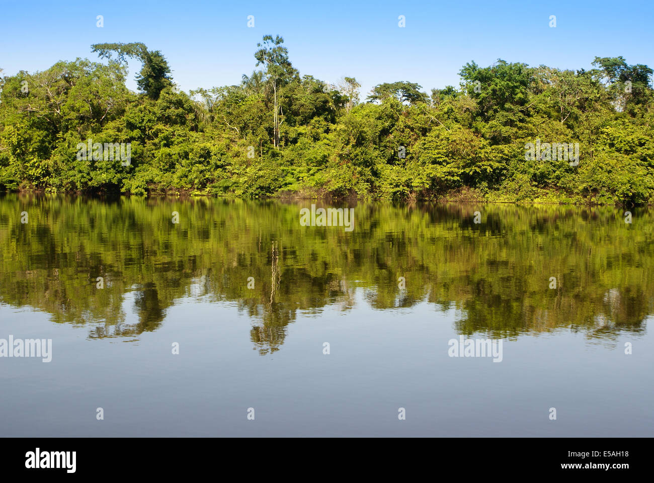 A river and beautiful trees in a rainforest Peru Stock Photo - Alamy