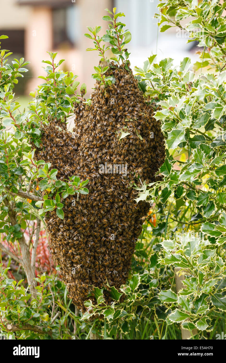 A wild swarm of bees on a bush in a garden Stock Photo - Alamy