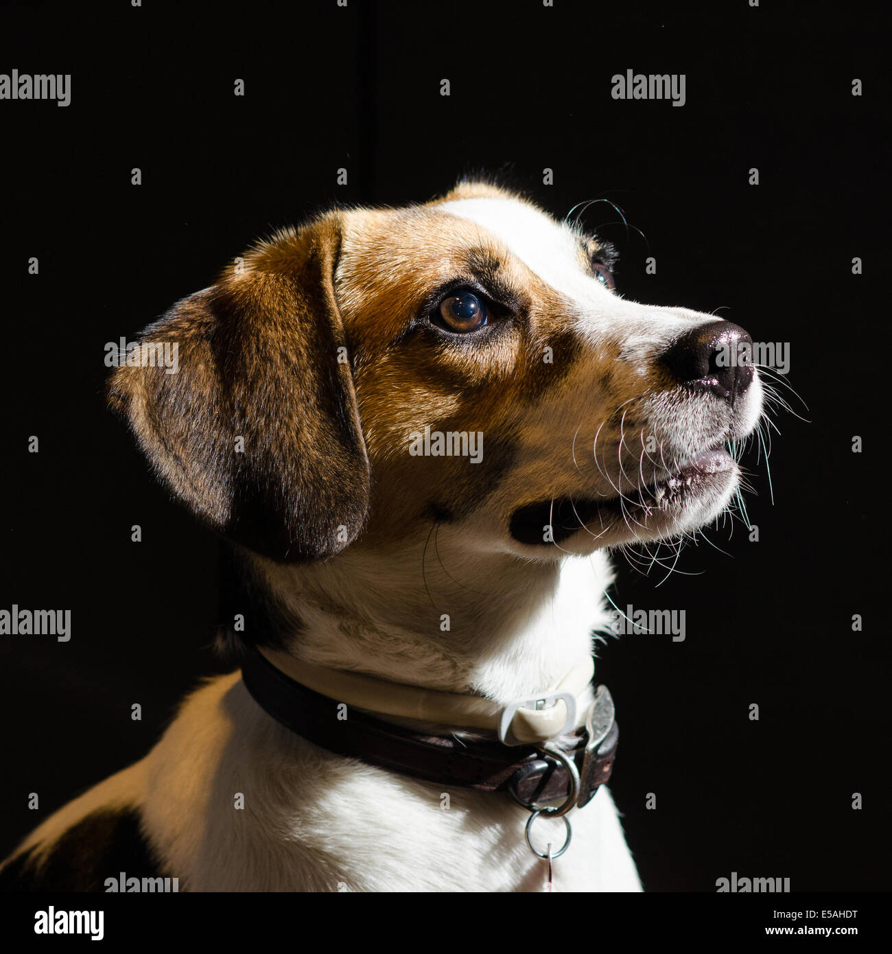 Beagle hound dog headshot hi-res stock photography and images - Alamy