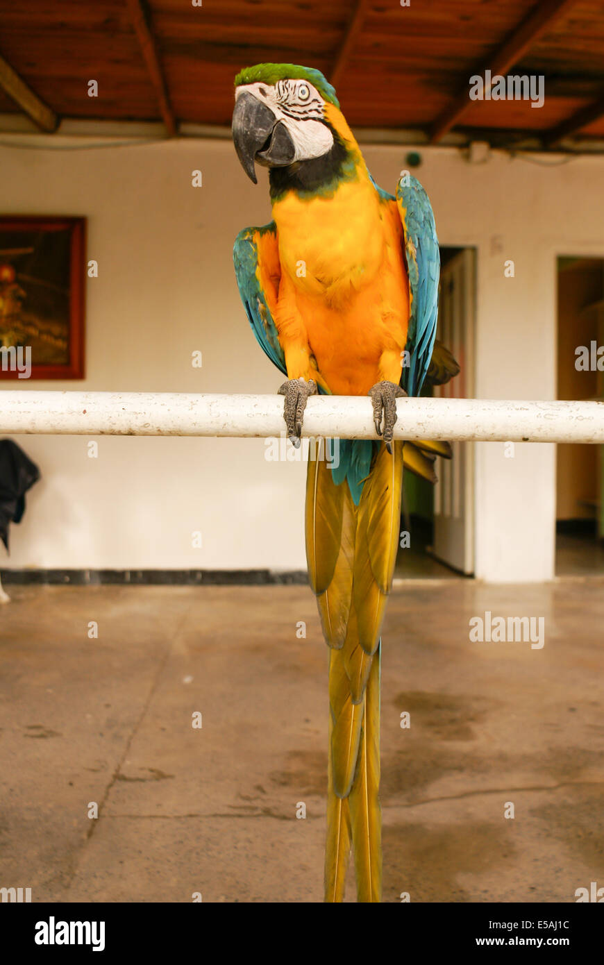 Fly potrait hi-res stock photography and images - Alamy