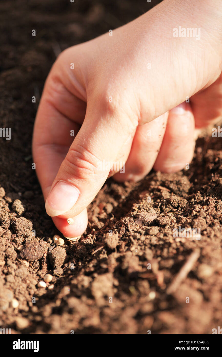 Spinach Seeds Germination