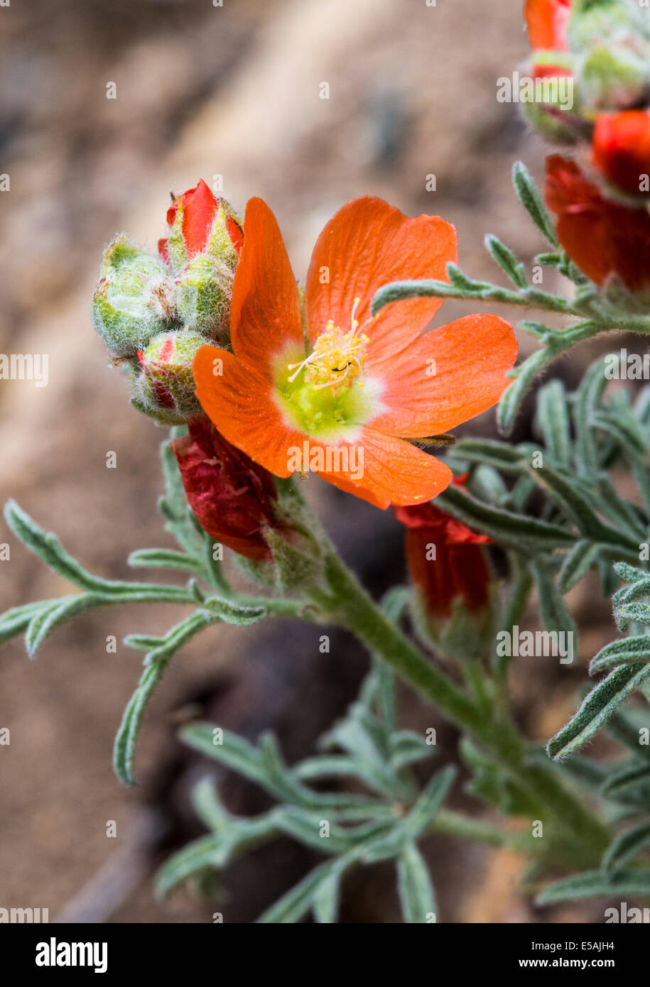 Sphaeralcea coccinea, Coppermallow; Malvaceae, Mallow; wildflowers in ...