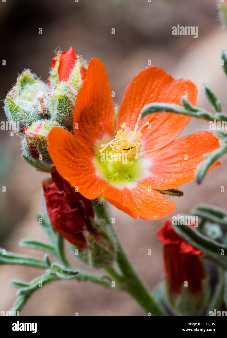 Sphaeralcea coccinea, Coppermallow; Malvaceae, Mallow; wildflowers in ...