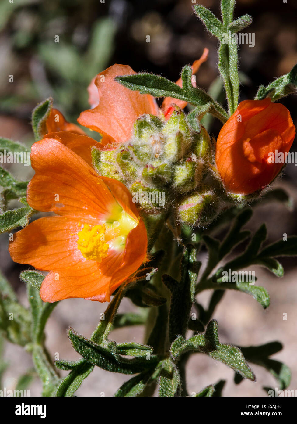 Sphaeralcea coccinea, Coppermallow; Malvaceae, Mallow; wildflowers in ...