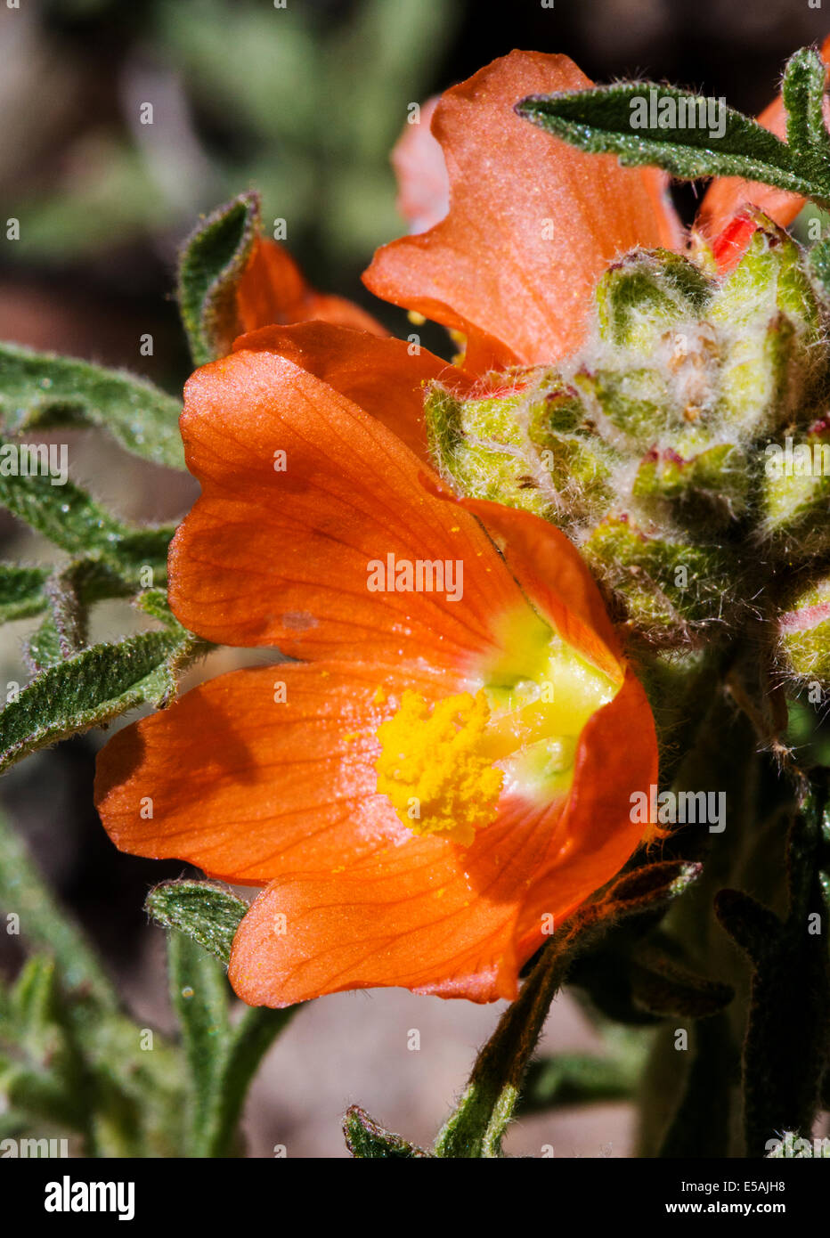 Sphaeralcea coccinea, Coppermallow; Malvaceae, Mallow; wildflowers in ...