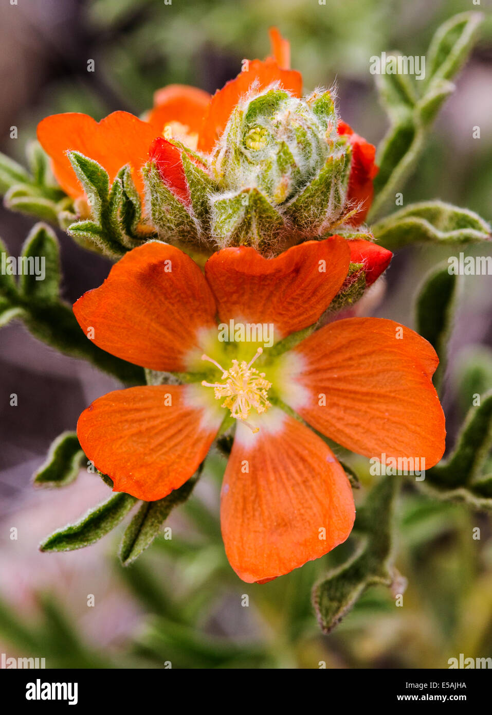 Sphaeralcea coccinea, Coppermallow; Malvaceae, Mallow; wildflowers in ...