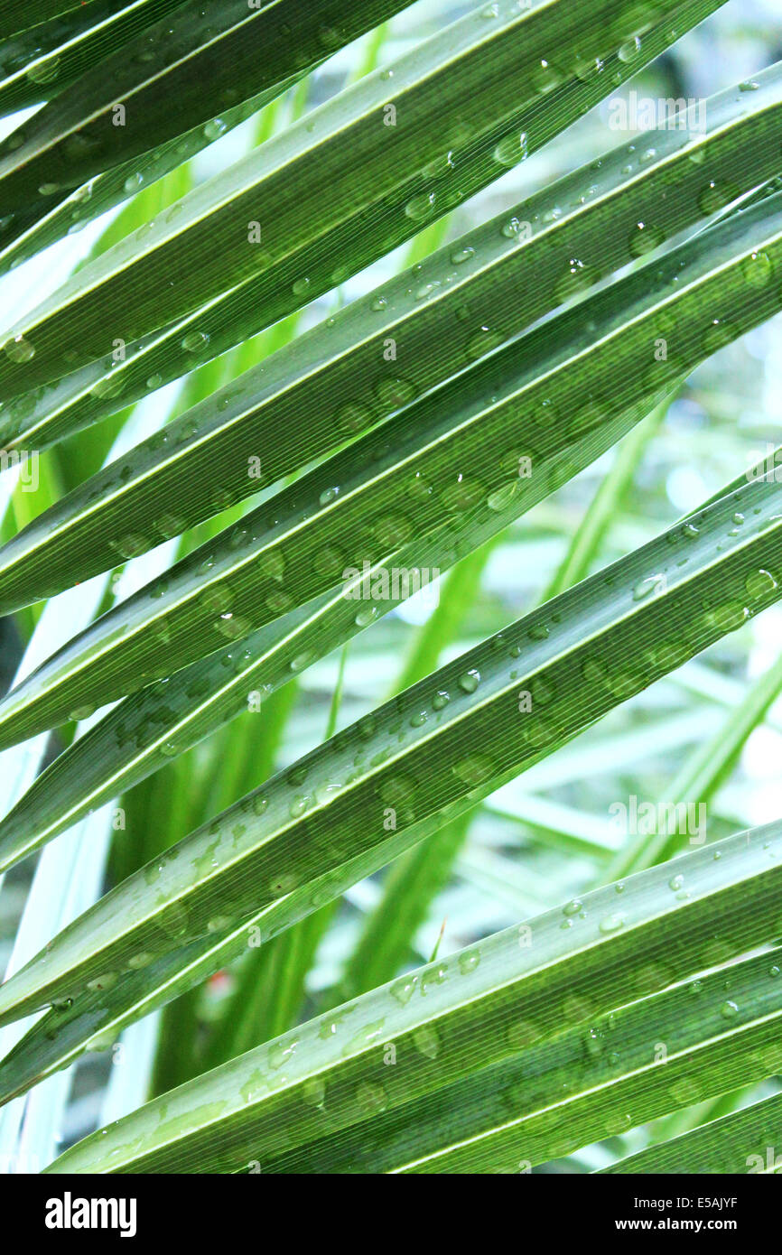 Rain drops on palm tree leaves Stock Photo - Alamy