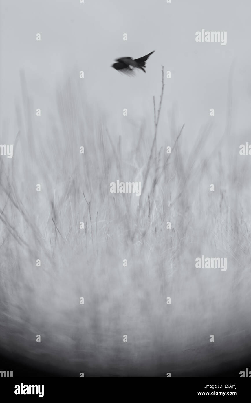 Abstract Nature Art Stock Photo - Alamy