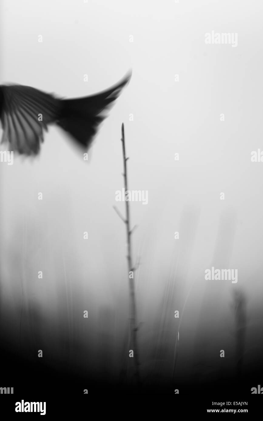 Bird take off Black and White Stock Photos & Images - Alamy