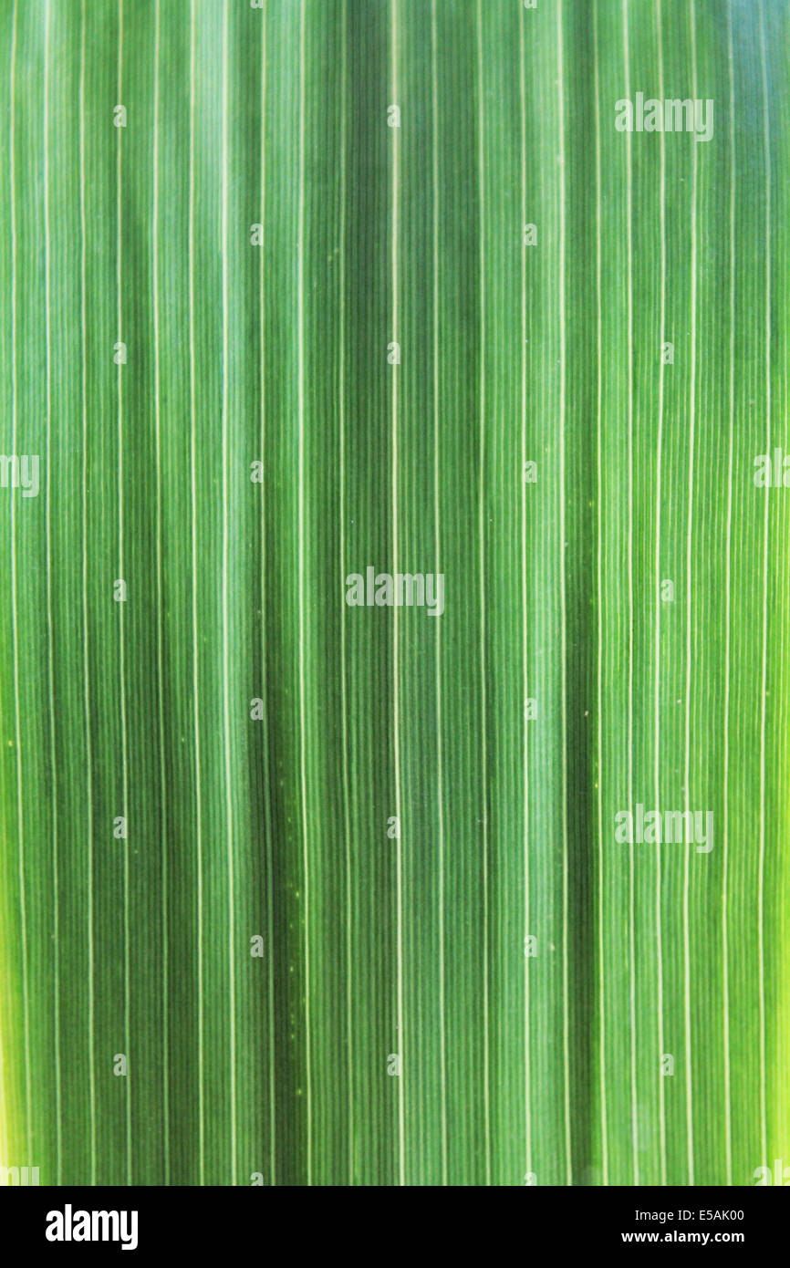 Leaf epidermis hi-res stock photography and images - Alamy