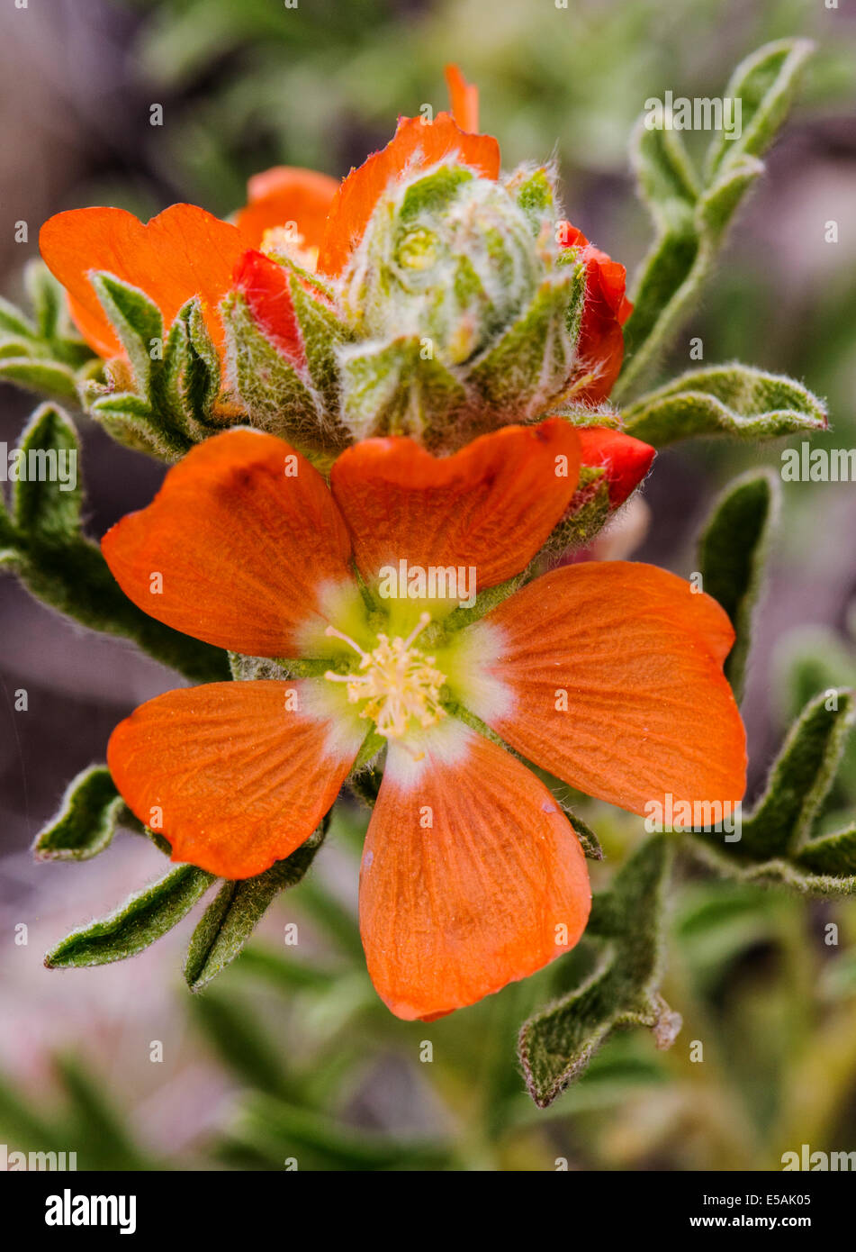 Sphaeralcea coccinea, Coppermallow; Malvaceae, Mallow; wildflowers in ...