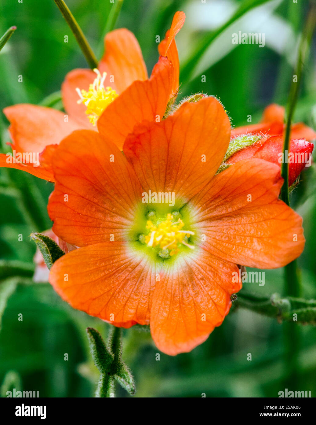 Sphaeralcea coccinea, Coppermallow; Malvaceae, Mallow; wildflowers in ...