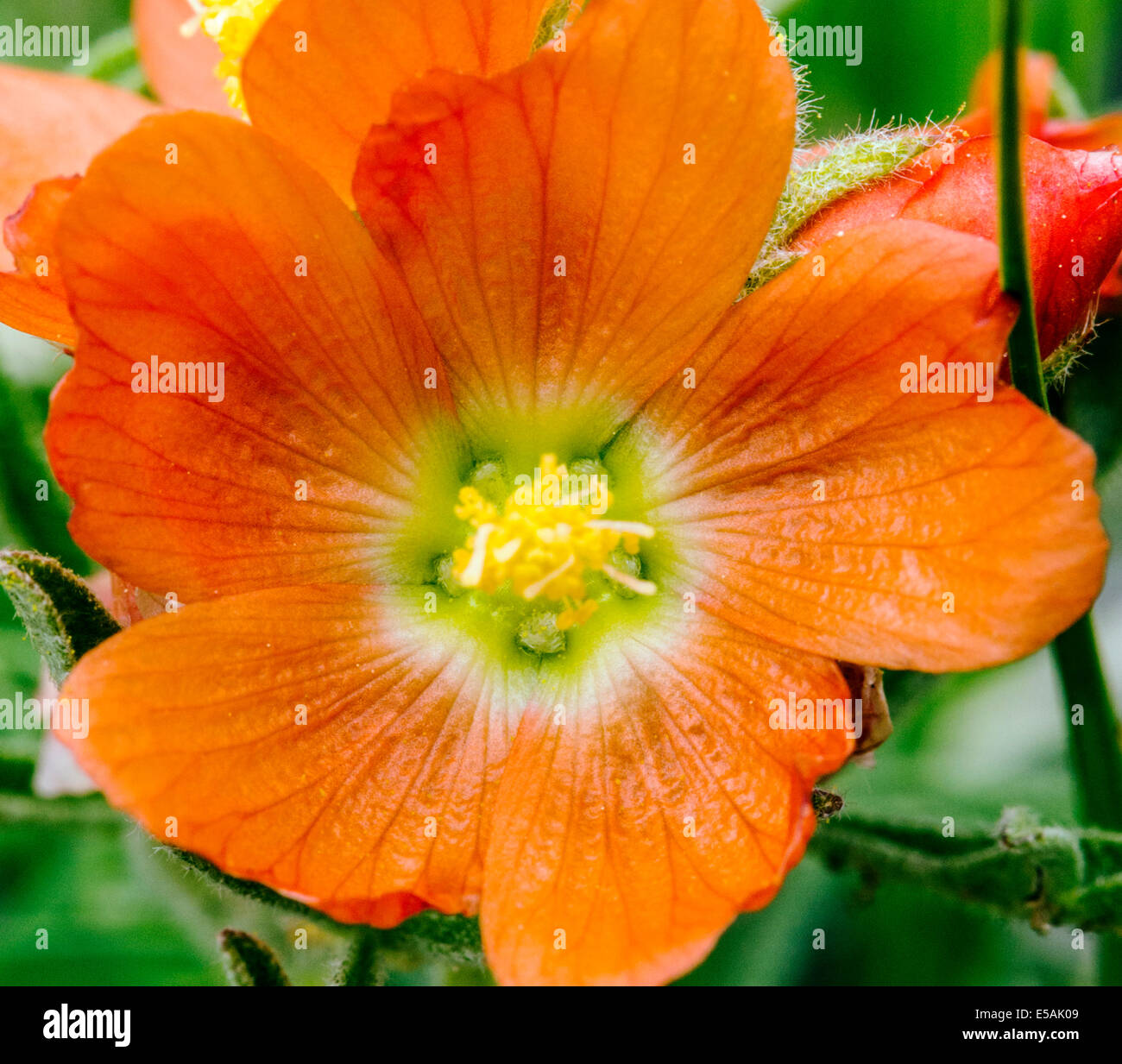 Vibrant vitality wildflower wildflowers hi-res stock photography and ...