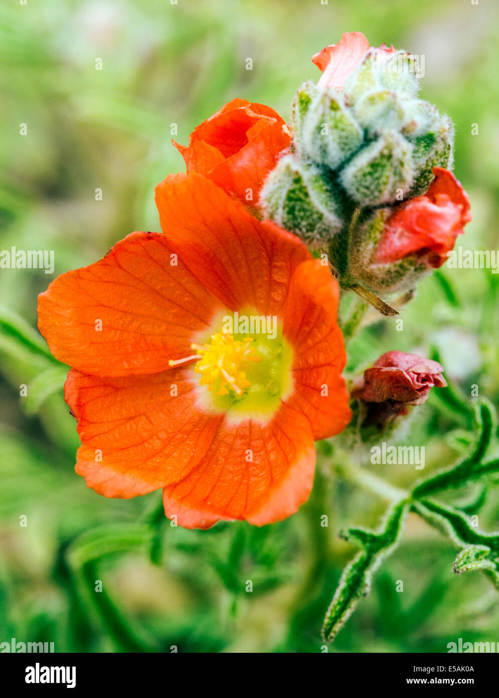 Sphaeralcea coccinea, Coppermallow; Malvaceae, Mallow; wildflowers in ...