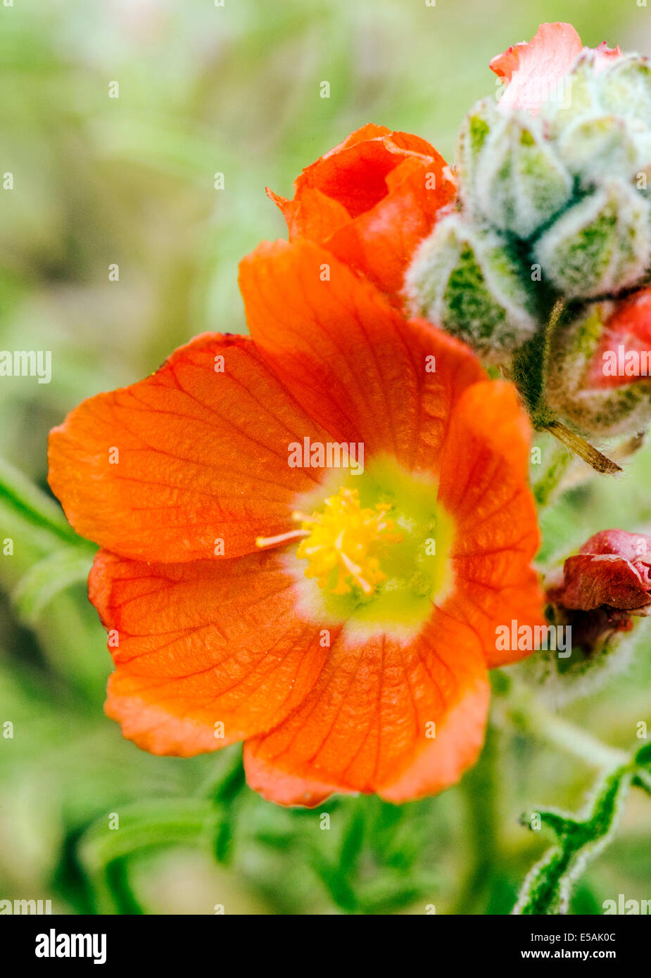 Mallow sphaeralcea plant nature hi-res stock photography and images - Alamy