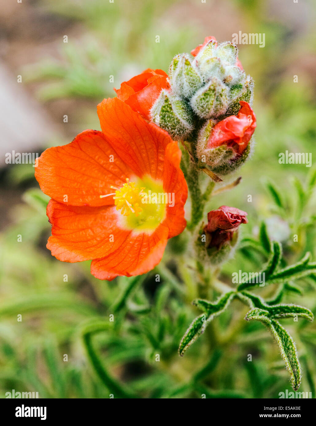 Sphaeralcea coccinea, Coppermallow; Malvaceae, Mallow; wildflowers in ...