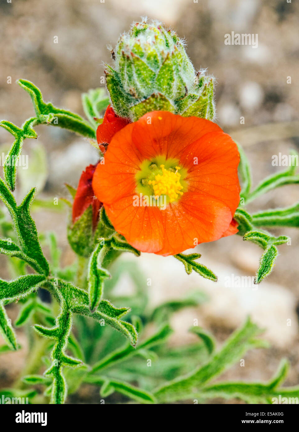 Sphaeralcea coccinea, Coppermallow; Malvaceae, Mallow; wildflowers in ...