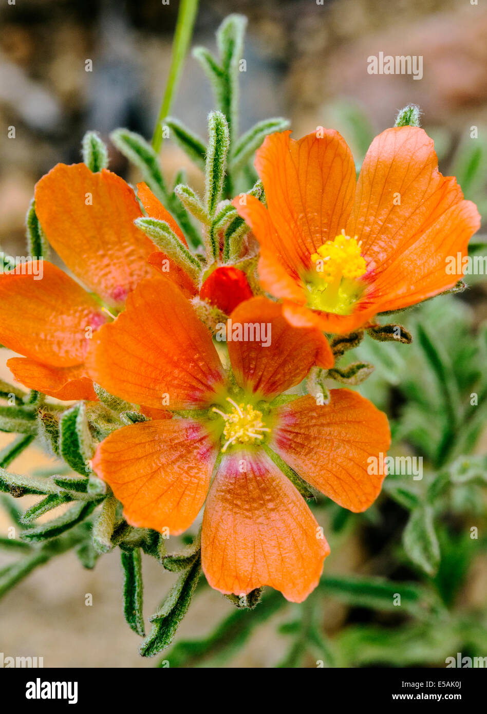 Sphaeralcea coccinea, Coppermallow; Malvaceae, Mallow; wildflowers in ...