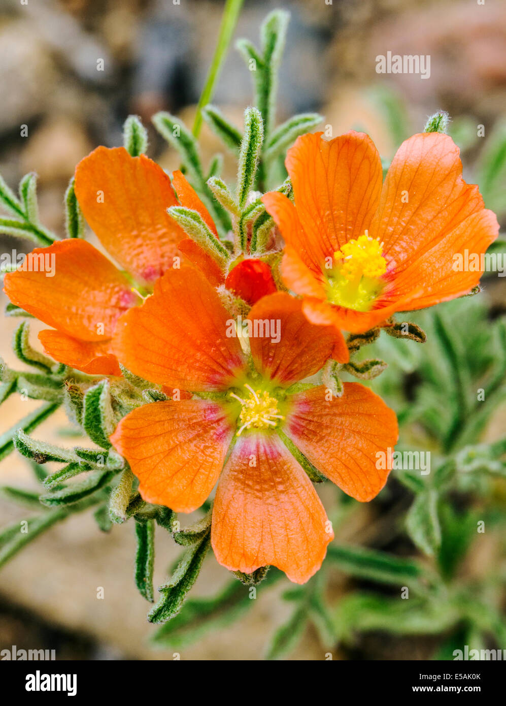 Sphaeralcea coccinea, Coppermallow; Malvaceae, Mallow; wildflowers in ...